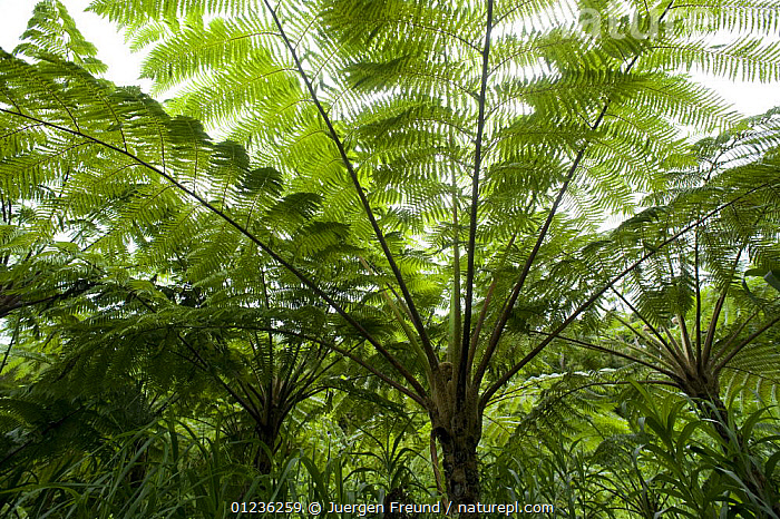 Stock photo of Tree ferns (Cyatheaceae) in the forest of Mount Isarog ...