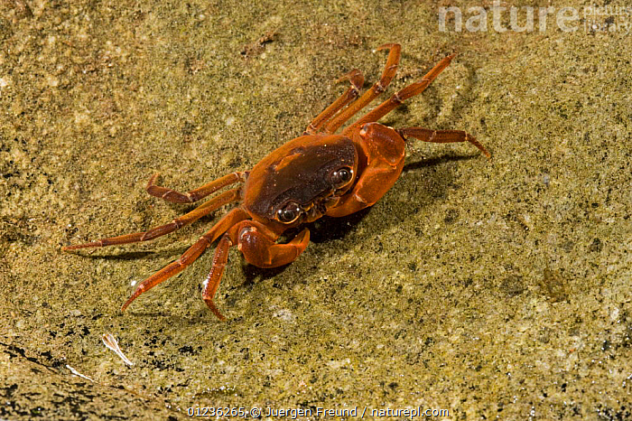Stock photo of Bright red crab in Mount Isarog stream, Philippines ...