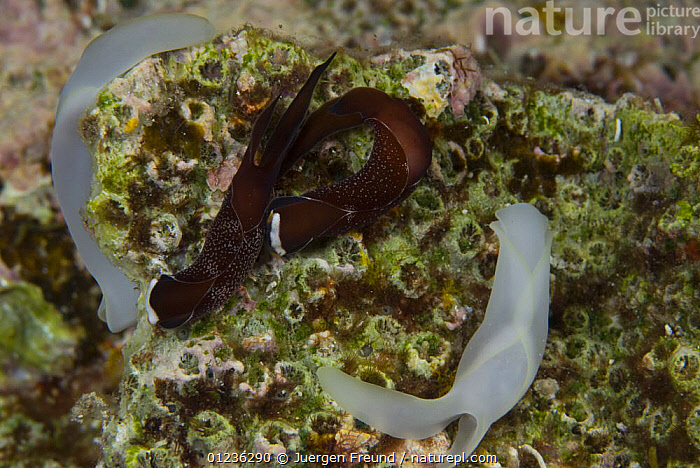 Stock photo of Two different headshield slug species {Chelidonura ...
