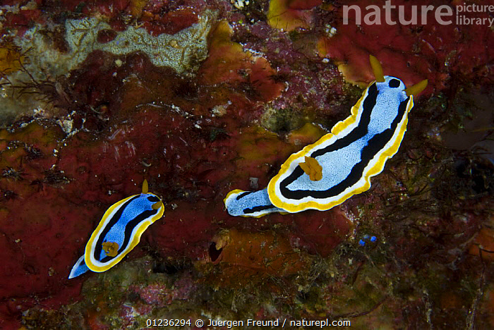 Stock photo of A pair of nudibranchs {Cromodoris annae} Indo-pacific ...