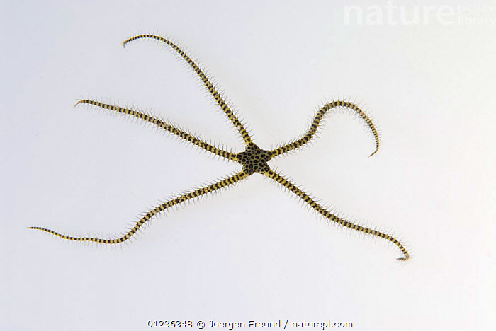 Stock photo of Brittle Star {Ophiomastix variabilis} Indo-pacific ...