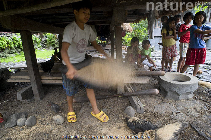Stock photo of Ifugao boy sorting rice (Oryza sp.) milled the ...
