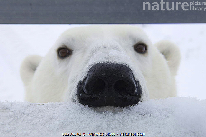 Stock photo of Polar bear {Ursus maritimus} sniffing at occupants of ...