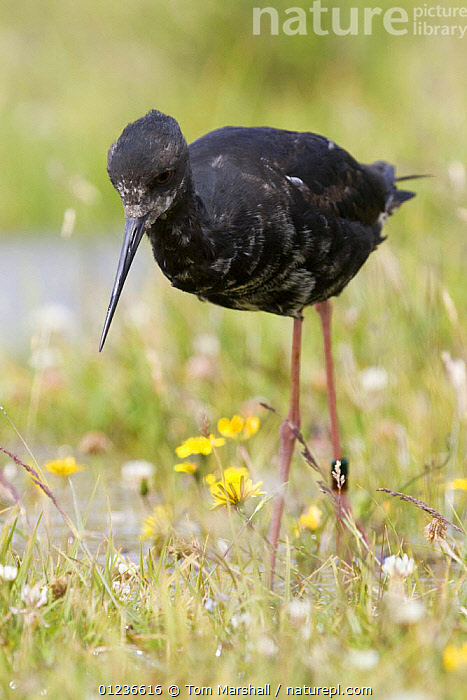 Stock photo of Black / New Zealand stilt {Himantopus novaezelandiae ...