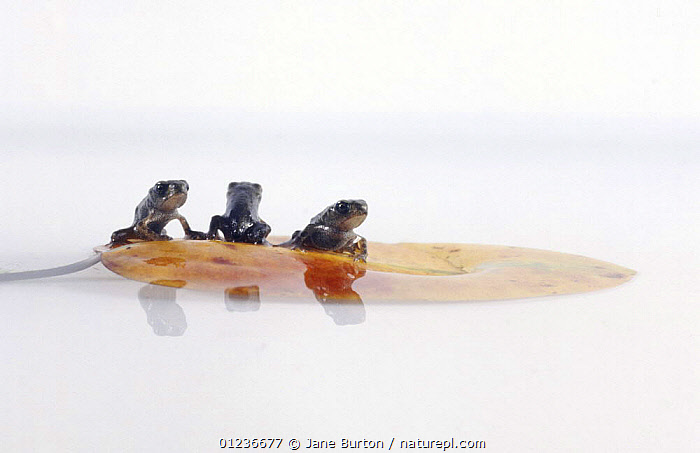 Stock photo of Common European toad (Bufo bufo) three toadlets resting ...