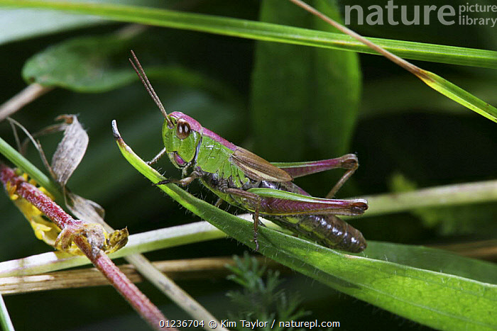 Stock photo of Meadow grasshopper (Chorthippus parallelus ...