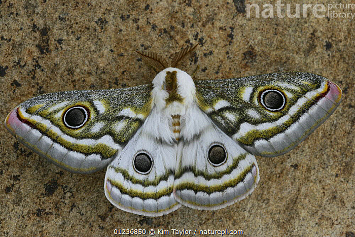 Stock photo of Emperor moth (Gonimbrasia sp) on rock, Namibia ...