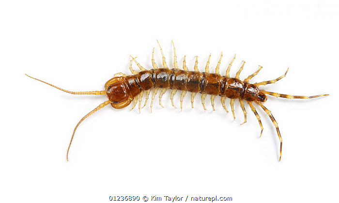 Stock photo of Stone centipede (Lithobius variegatus) Surrey, England ...