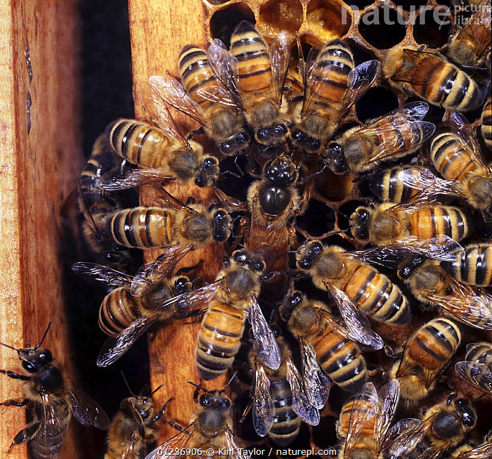 Stock photo of Honey bee (Apis mellifera) queen surrounded by workers ...