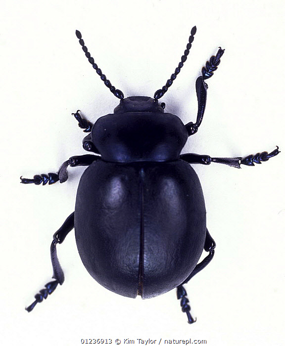 Stock photo of Bloody-nosed beetle (Timarcha tenebricosa) portrait ...
