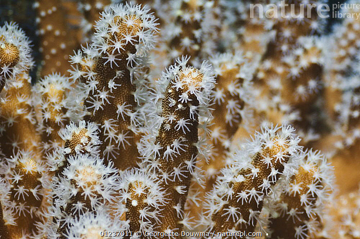 Stock photo of Leather coral (Lobophytum sp) Misool, Raja Ampat, West ...