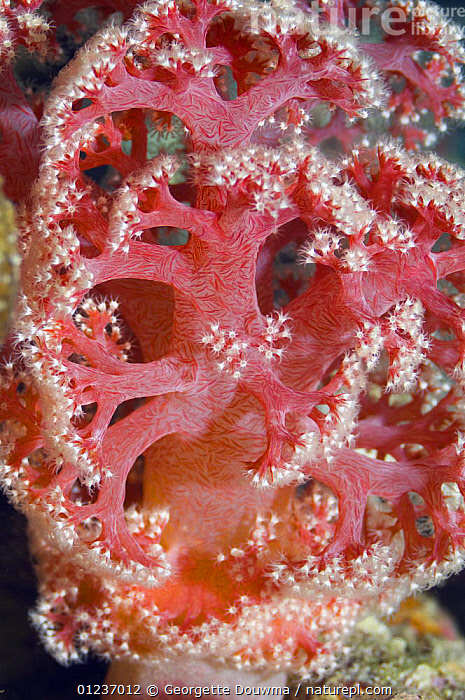 Stock photo of Soft coral (Dendronephthya genus) Misool, Raja Ampat ...
