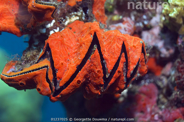 Stock photo of Cock's comb oyster (Lopha cristagalli) covered with ...