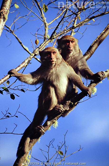 Stock photo of Two Formosan macaques (Macaca cyclopis) basking in ...
