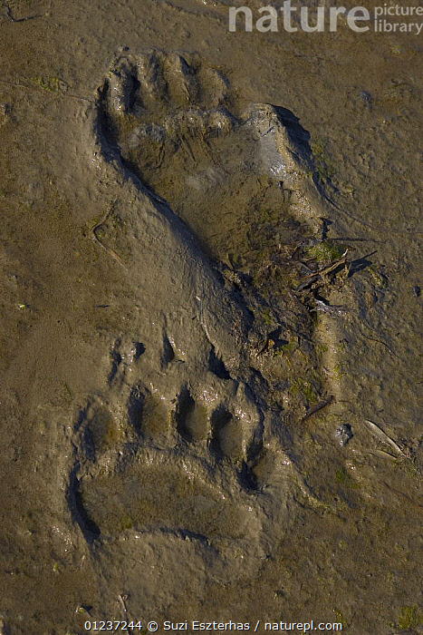 Stock photo of Kodiak / Alaskan brown bear (Ursus arctos middendorffi ...