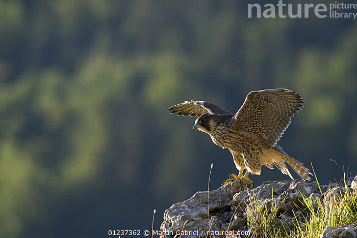Stock photo of Juvenile Peregrine falcon (Falco peregrinus) stretching ...