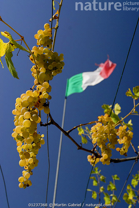 Stock photo of White grapes (Vitis vinifera) with Italian flag, Cilento ...