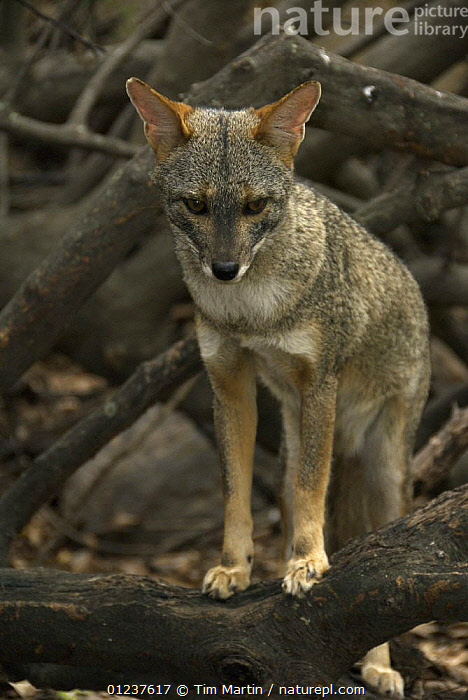 Stock photo of Sechuran / Peruvian desert fox (Pseudalopex / Lycalopex ...