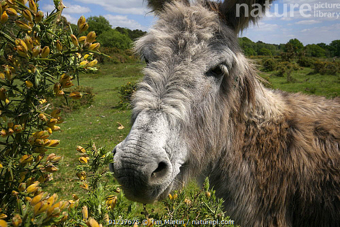 Stock photo of Domestic donkey (Equus asinus) browsing on gorse bush. New Forest National ...