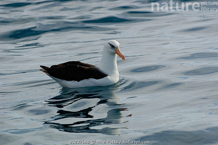 Stock photo of Campbell albatross (Thalassarche impavida) offshore ...