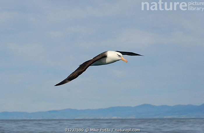 Stock photo of Campbell albatross (Thalassarche impavida) which only ...