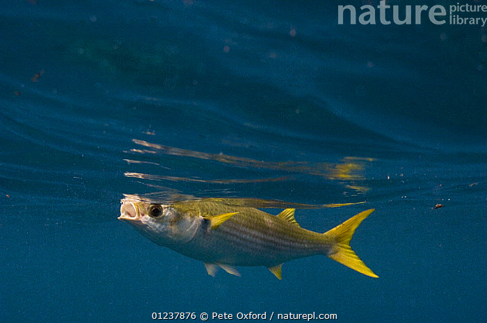 Stock photo of Yellow-tailed mullet (Mugil rammelsbergii) feeding on ...