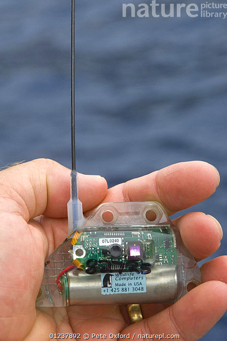 Stock photo of PAT (Pop off Archival Tag) satellite device for tagging ...