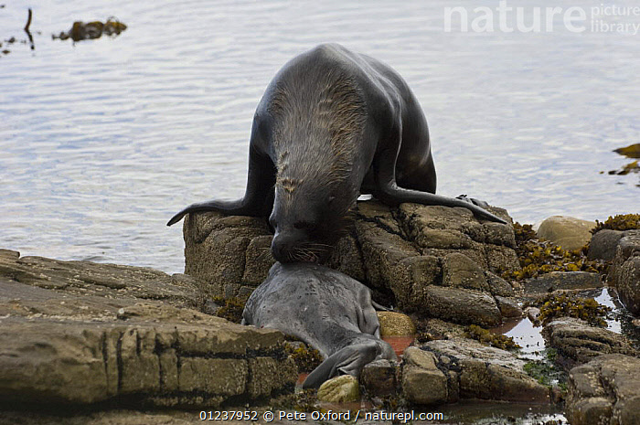 Elephant Seals Eating 5742