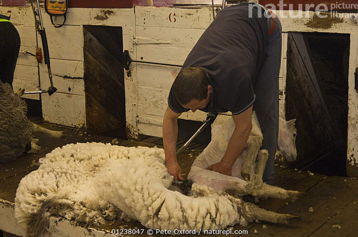 Stock photo of Roy Buckett (part of the Jack Wilson shearing gang ...
