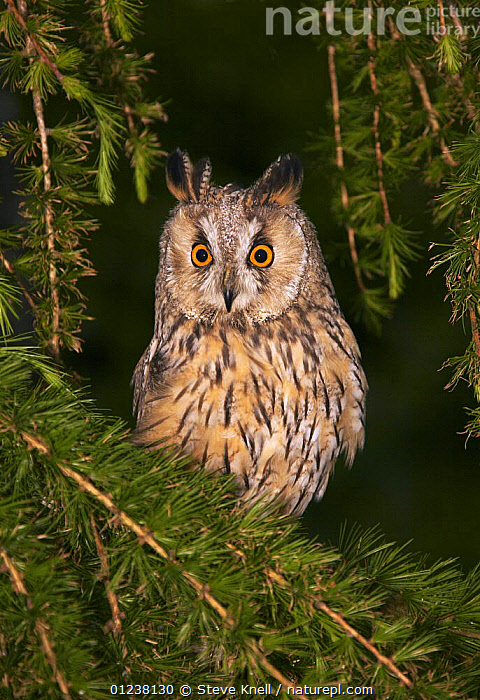 Stock photo of Long-eared owl (Asio otis) in larch tree at night ...