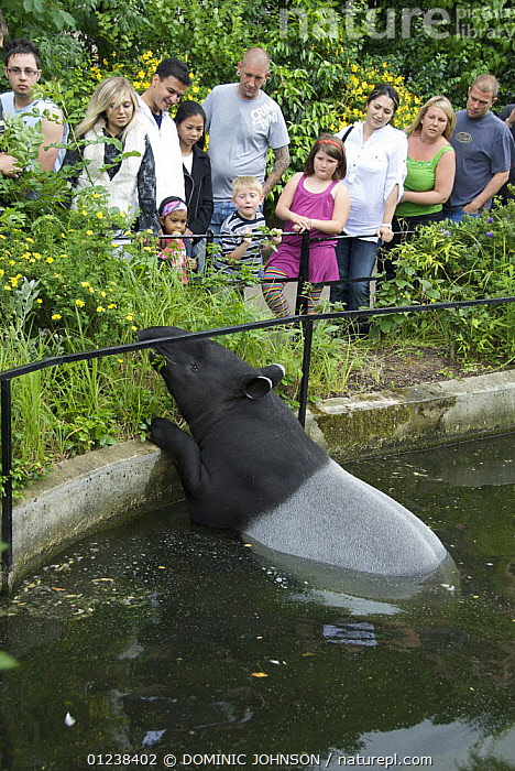 Stock photo of Malayan Tapir (Tapirus indicus) in pond in London zoo ...