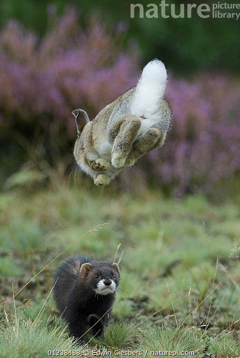 Stock photo of European polecat (Mustela putorius) hunting rabbit which ...
