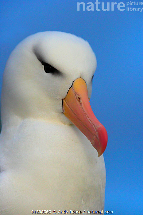Stock photo of Black-browed albatross (Thalassarche melanophrys ...