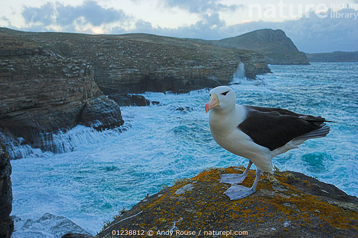 Stock photo of Black-browed albatross (Thalassarche melanophrys) in ...