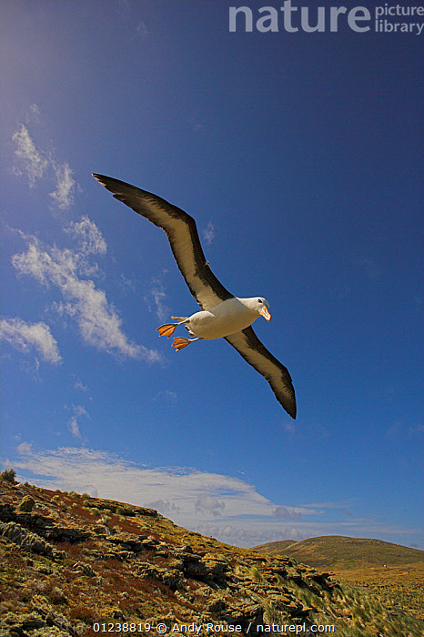Stock photo of Black-browed albatross (Thalassarche melanophrys) flying ...