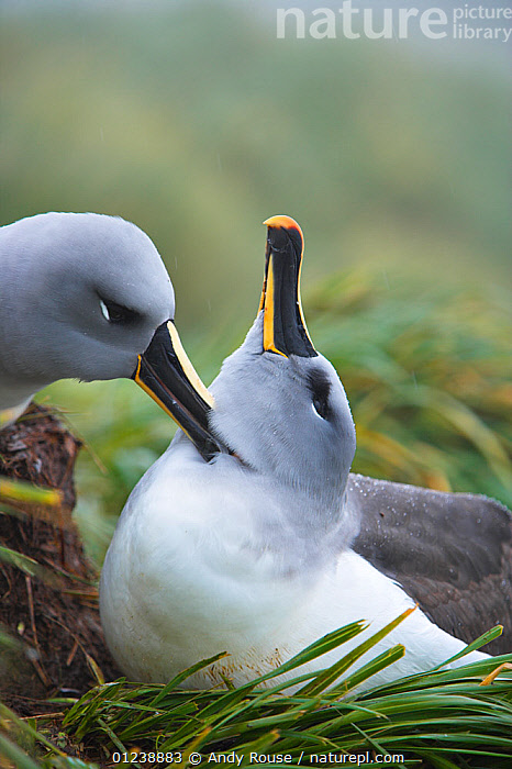 Stock photo of Grey-headed albatross (Thalassarche / Diomedea ...