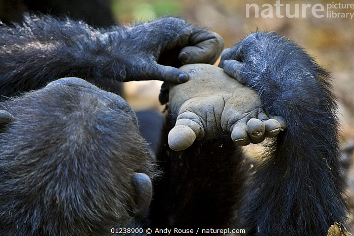 Stock photo of Chimpanzee (Pan troglodytes) scratching its foot, Mahale ...