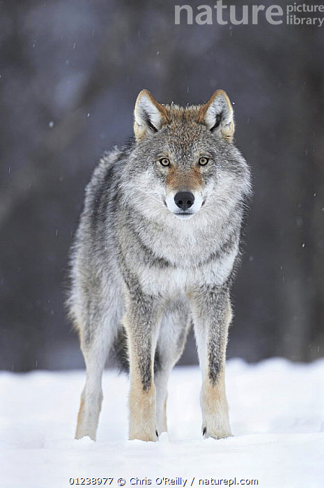 European Grey Wolf