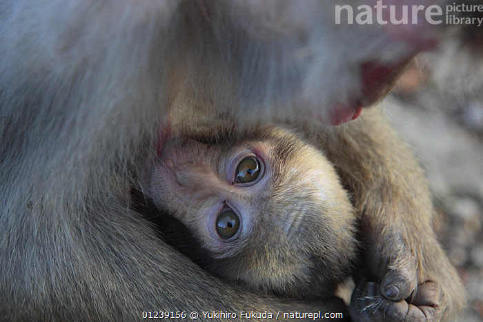 Stock photo of Japanese macaque (Macaca fuscata) baby being held by mother, Shodoshima ...