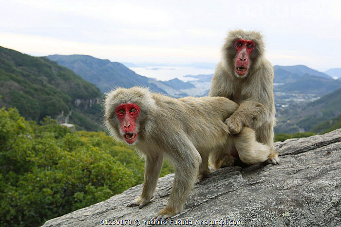 Stock photo of Japanese macaque (Macaca fuscata) mating, Shodoshima ...