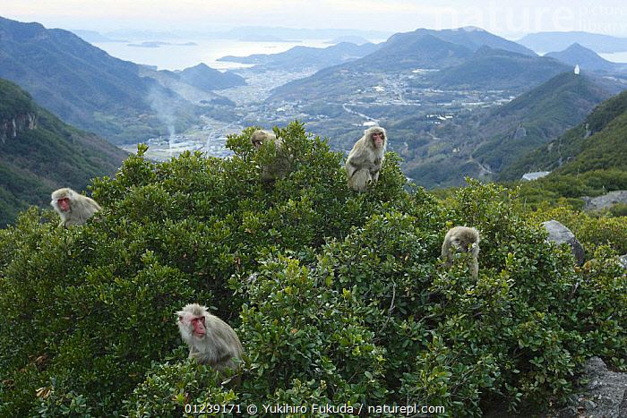 Stock photo of Japanese macaques (Macaca fuscata) eating the leaves of ...