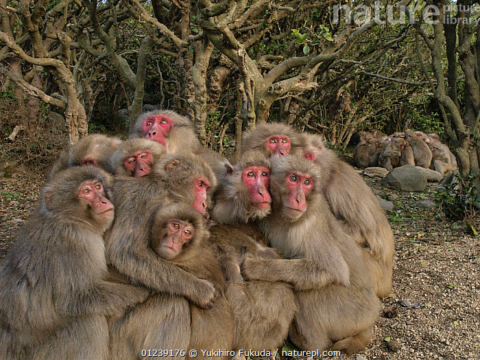 Stock photo of Two groups of Japanese macaques (Macaca fuscata ...