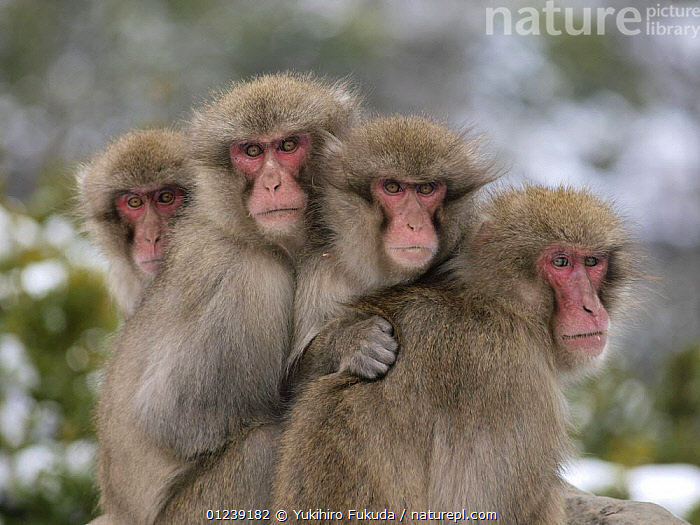 Stock photo of Four Japanese macaques (Macaca fuscata) huddled together ...