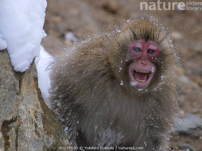 Stock photo of Japanese macaque (Macaca fuscata) juvenile crying due to ...