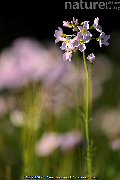 Stock photo of Cuckoo flower / Lady's smock (Cardamine pratensis ...