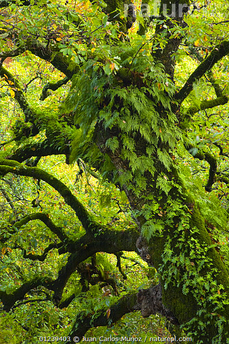 Stock photo of Large oak tree {Quercus sp} with ferns growing on trunk ...
