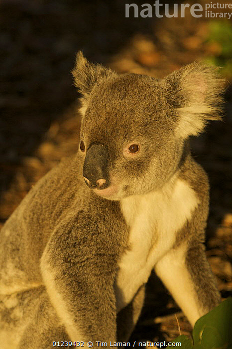 Stock photo of Koala (Phascolarctos cinereus) portrait, Noosa National ...