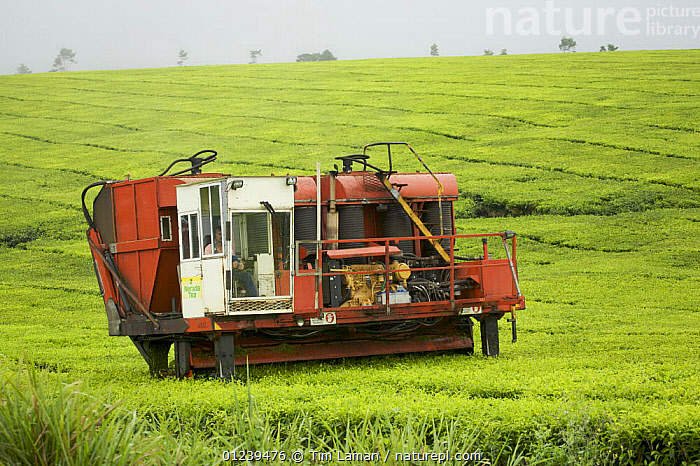 Stock photo of Tea harvesting machine, tea plantation, Atherton ...