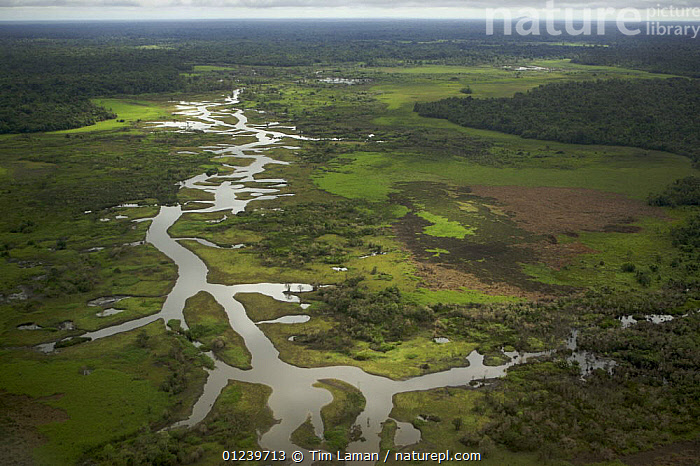 Stock photo of Aerial view of swamp forest and river, East Sepik ...