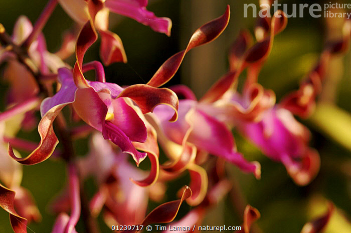 Stock photo of Sepik blue orchid (Dendrobium lasianthera) Karawari ...